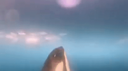 Watch: Spectacular underwater footage captures orca 'orchestra' in icy ...