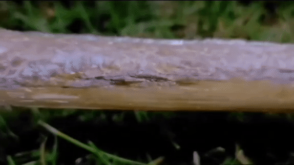 Watch: Surreal 'hair ice' grows from dead branch on frozen Washington ...